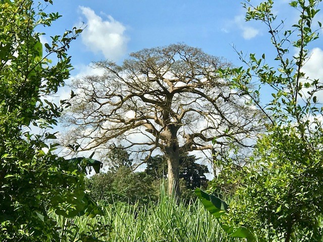 Uganda | AFLC World Missions