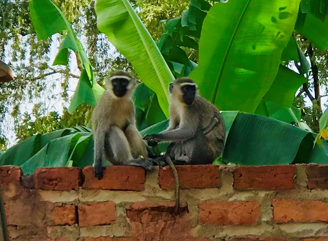 Uganda | AFLC World Missions